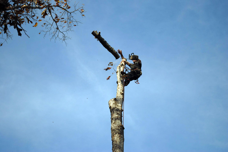 Woods Tree Service